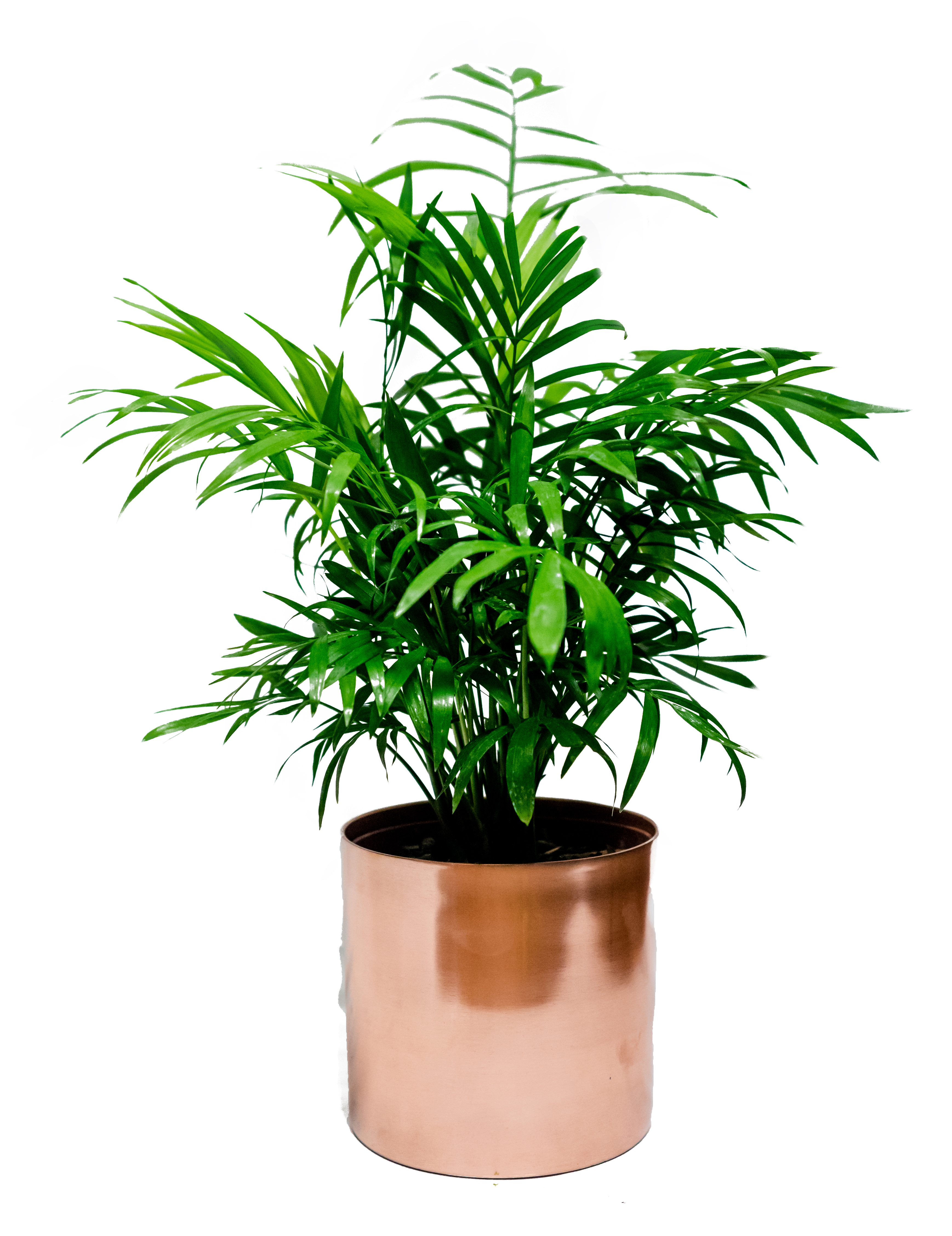 Small indoor plant – Monstera Flowers Small indoor plant – Monstera Flowers
